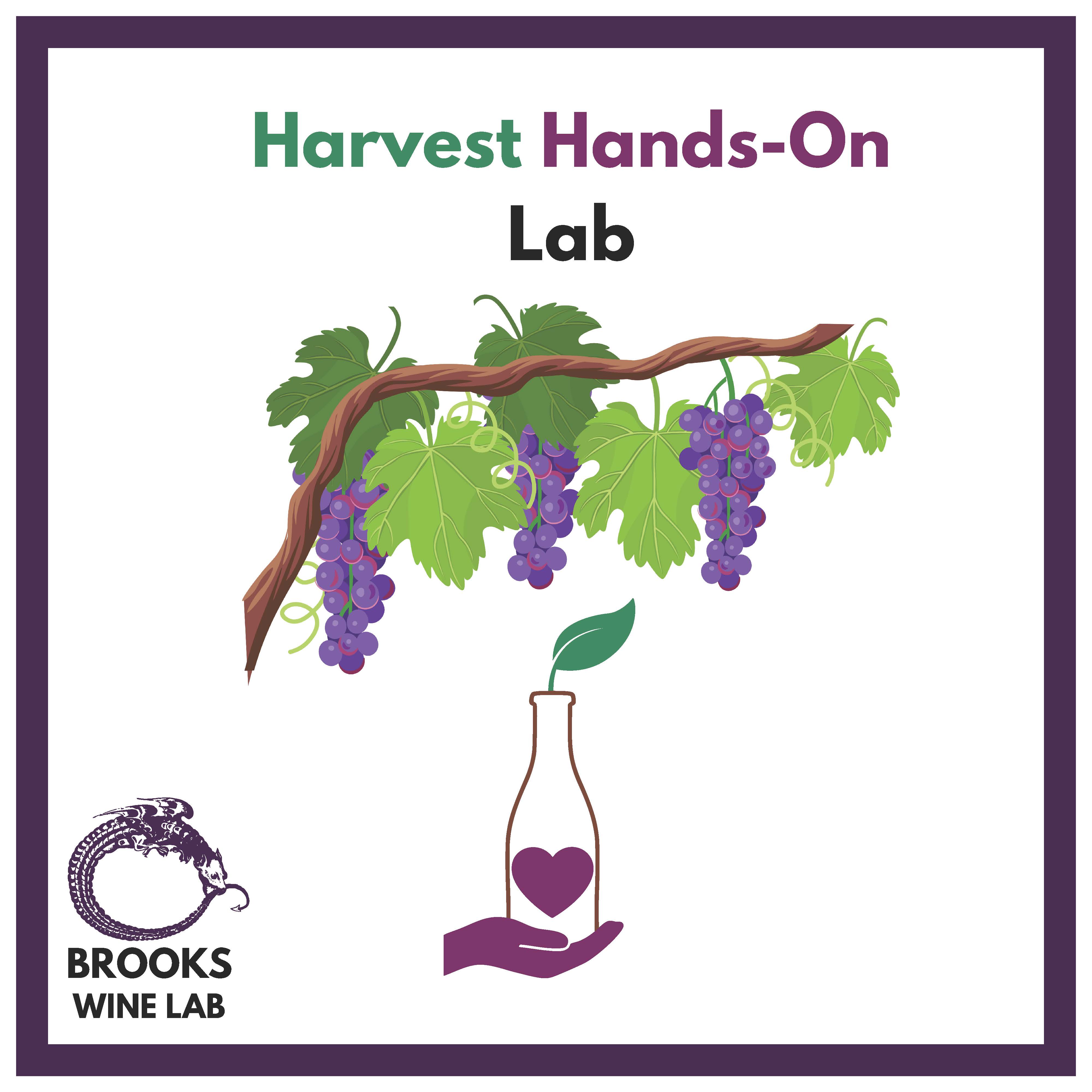 Brooks Wine Lab: Harvest Hands-On - Brooks Wine